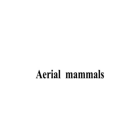 Aerial mammals.pptx