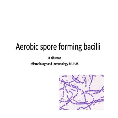 Aerobic spore forming bacilli Bacillus Species | PPT