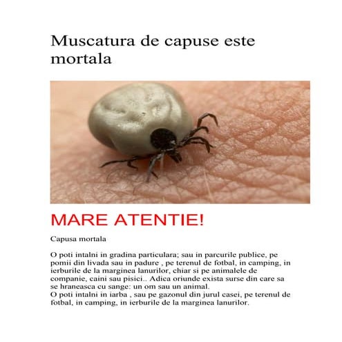 Muscatura de capuse este mortala | DOC