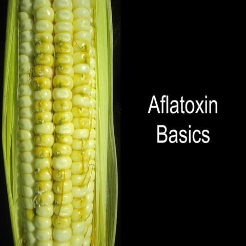 Aflatoxin basics | PPT
