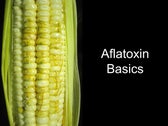 Aflatoxin: A fungal toxin infecting the food chain | PPT