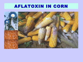 Aflatoxin: A fungal toxin infecting the food chain | PPT