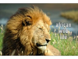 African wild animals | PPT