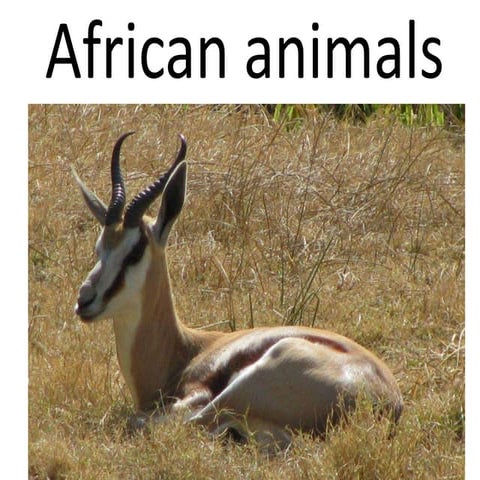 African animals | PPT