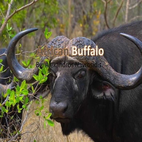 African buffalo | PPTX | Large Animals | Pets