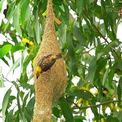 African currently bird nests (catherine) | PPS