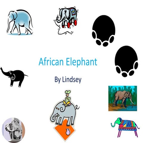 African elephant | PPT