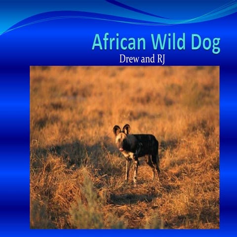 What Kind Of Habitat Does A Dog Live In