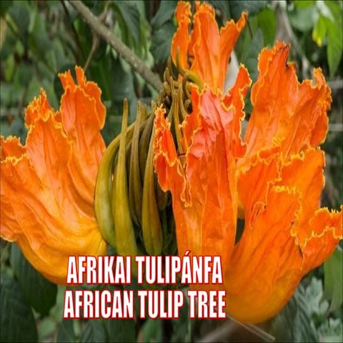 Afrikai tulipánfa African Tulip Tree | PPS