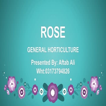 Rose Information in English-Rose Information for Project-Rose ...