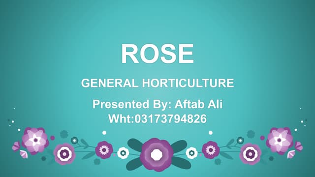 Rose Information in English-Rose Information for Project-Rose ...