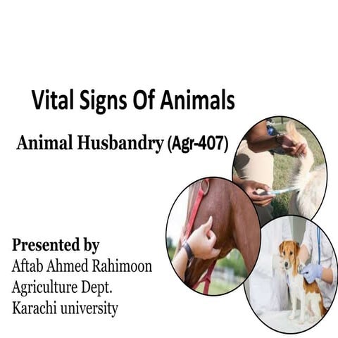 Vital Signs of Animals Presentation By Aftab Ahmed Rahimoon | PPT