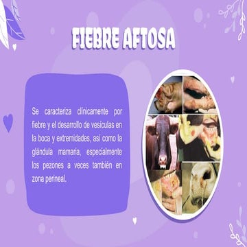 fiebre AFTOSA 2.pptx