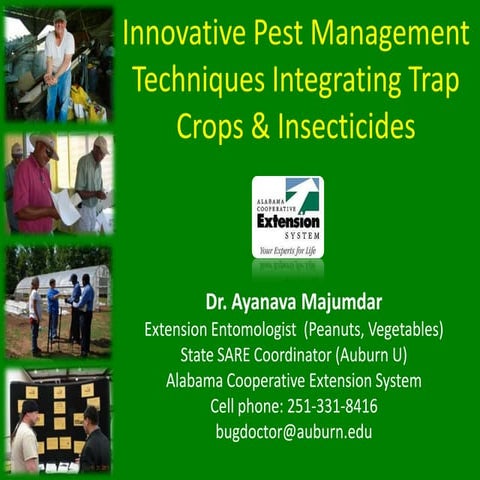 Trap Crops for Insect Pest Management | PPTX