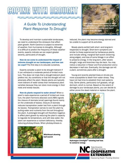 Sciophytes | PPTX | Gardening | Home & Garden