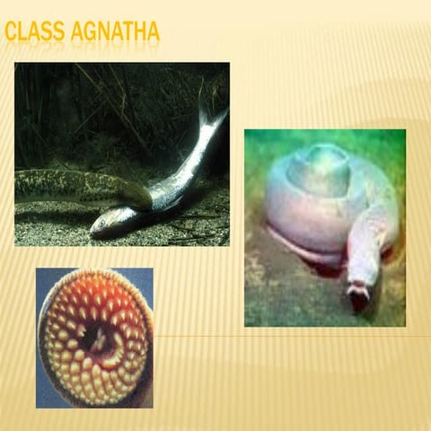 Aganathans class notes.pdf