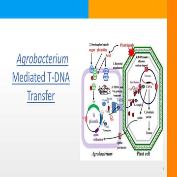 Agrobacterium Mediated Gene Transfer | PPT