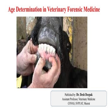 Aging cattle by their teeth | PDF