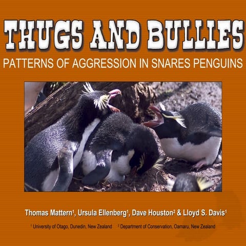 THUGS AND BULLIES – PATTERNS OF AGGRESSION IN SNARES CRESTED PENGUINS | PPT