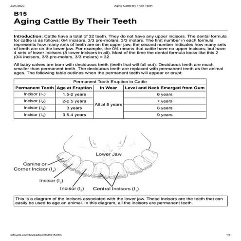Dentition of sheep and goat