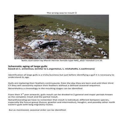 Aging large gulls 1.1.2011