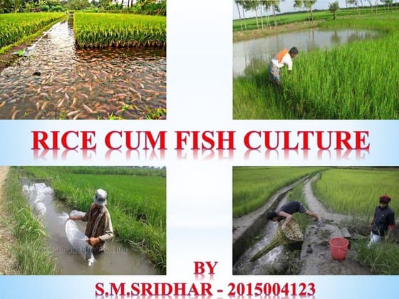 Integrated fish farming system | PPTX | Agriculture | Industries