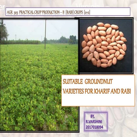 SUITABLE GROUNDNUT VARIETIES FOR KHARIF AND RABI | PPTX