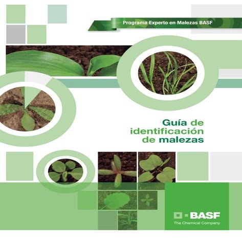 Guía reconocimiento de Malezas BASF | PDF