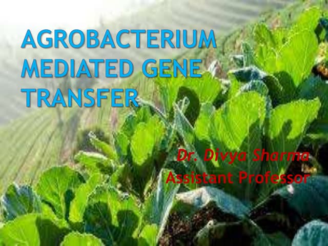 Agrobacterium mediated transformation | PPTX