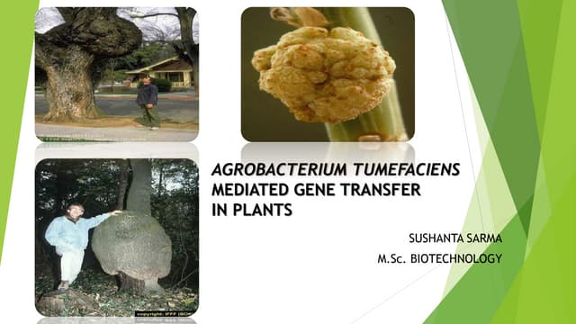 Agrobacterium mediated transformation | PPTX