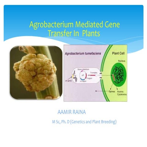 Agrobacterium mediated gene transfer in plants | PPTX