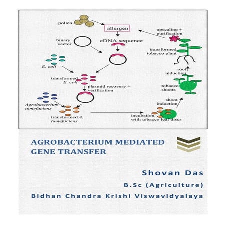 Agrobacterium Mediated Gene Transfer Advancing Crop Transformation In