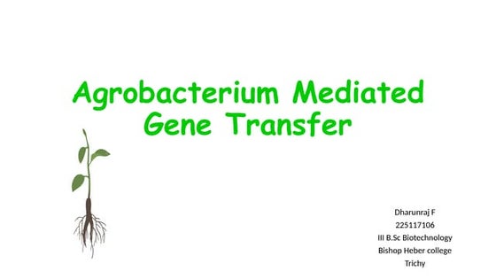 Agrobacterium mediated transformation | PPTX