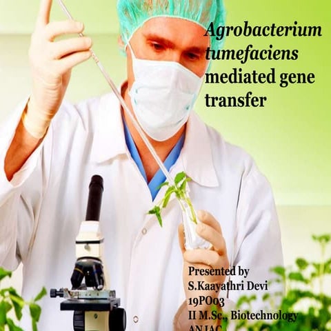 Agrobacterium tumefaciens mediated gene transfer | PPTX