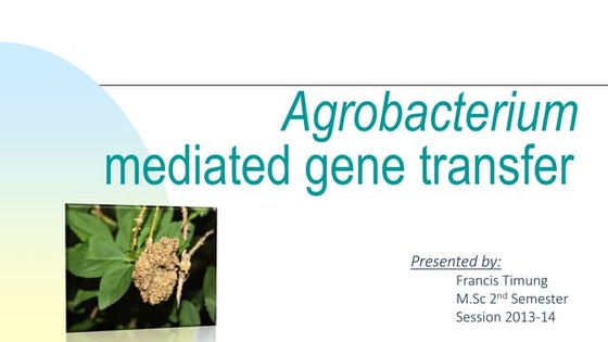 Agrobacterium-mediated Gene Transfer | PPTX