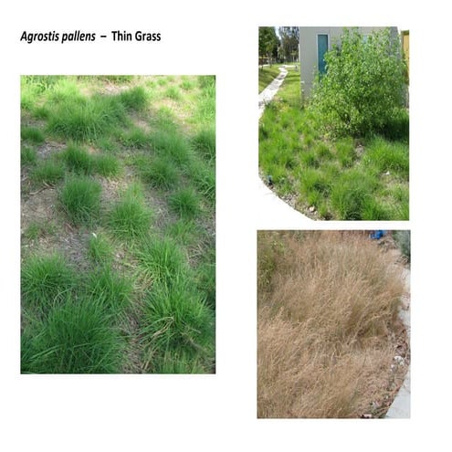 Agrostis pallens web show | PDF