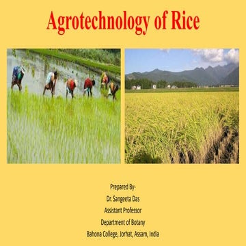 Agrotechnology of rice | PPT