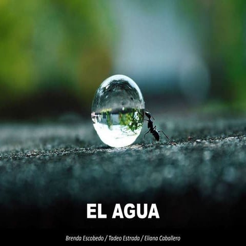 Nutrientes: El Agua (H2O) | PPTX