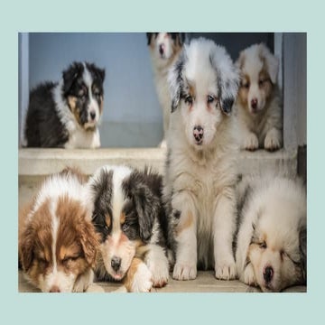 Animals Galore | PDF