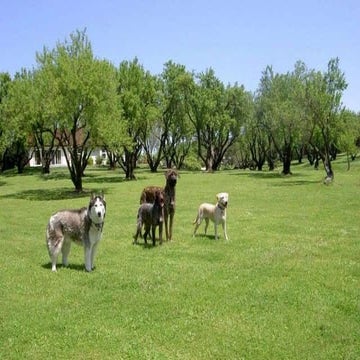 5 levels of dog training | DOC