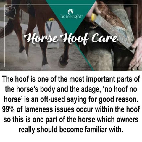 A Guide To Your Horse's Hoof Health | PPTX