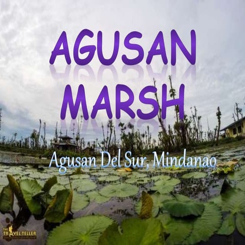 Agusan Marsh Biome Presentation | PPTX
