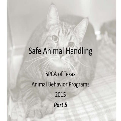 SPCA of Texas Animal Handling 5 | PPTX