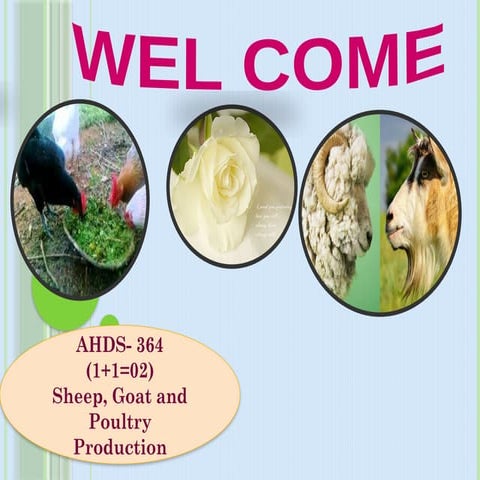Goat or Sheep Production and Management.pptx