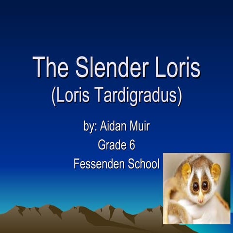 Aidan muir the slender loris 3 | PPT