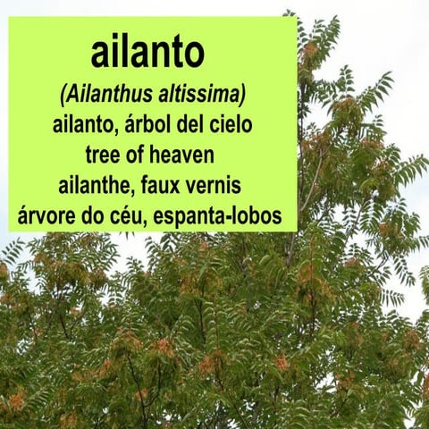 Ailanto (Ailanthus altissima) | PPS