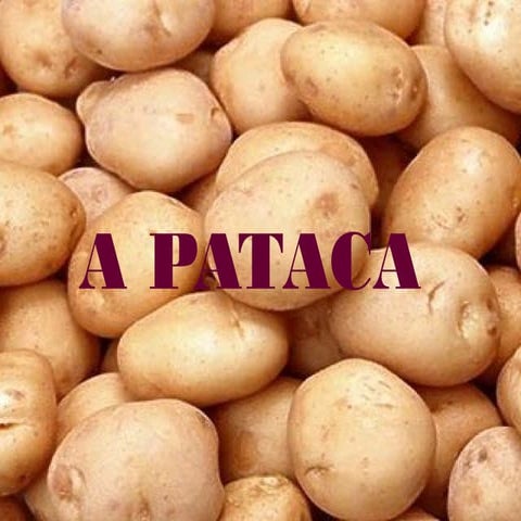 A importancia da pataca | ODP