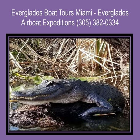 Miami Everglades Tours | PPTX