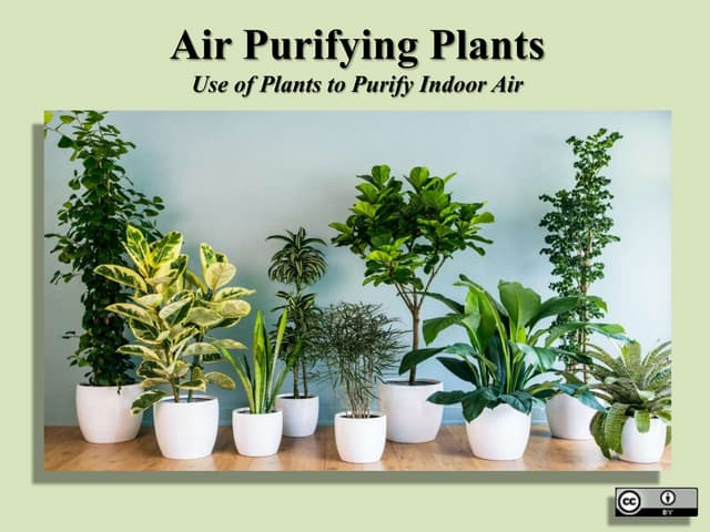 Can Plants Purify Indoor Air