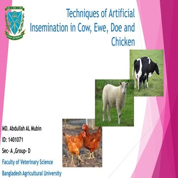 Artificial insemination in cattle